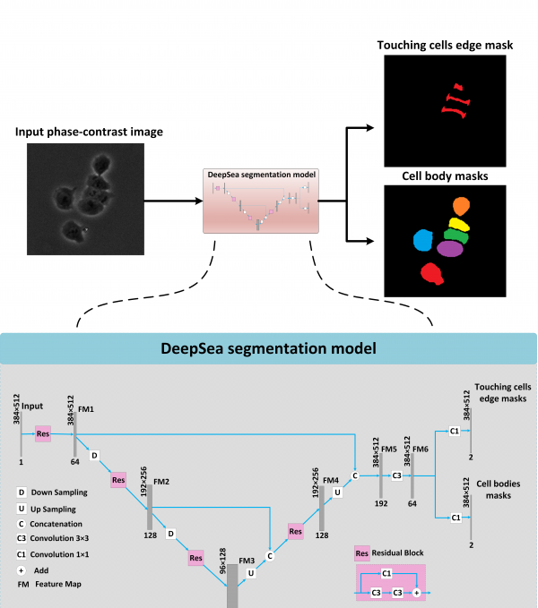 DeepSea Model - DeepSeas